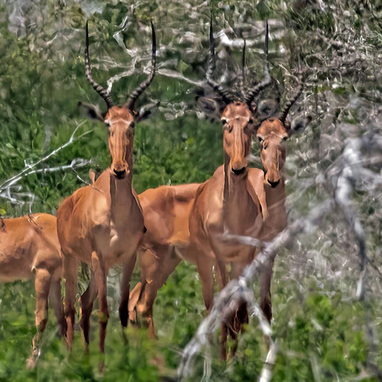 Hirola International Reserve – Creating a reserve for one of the most ...