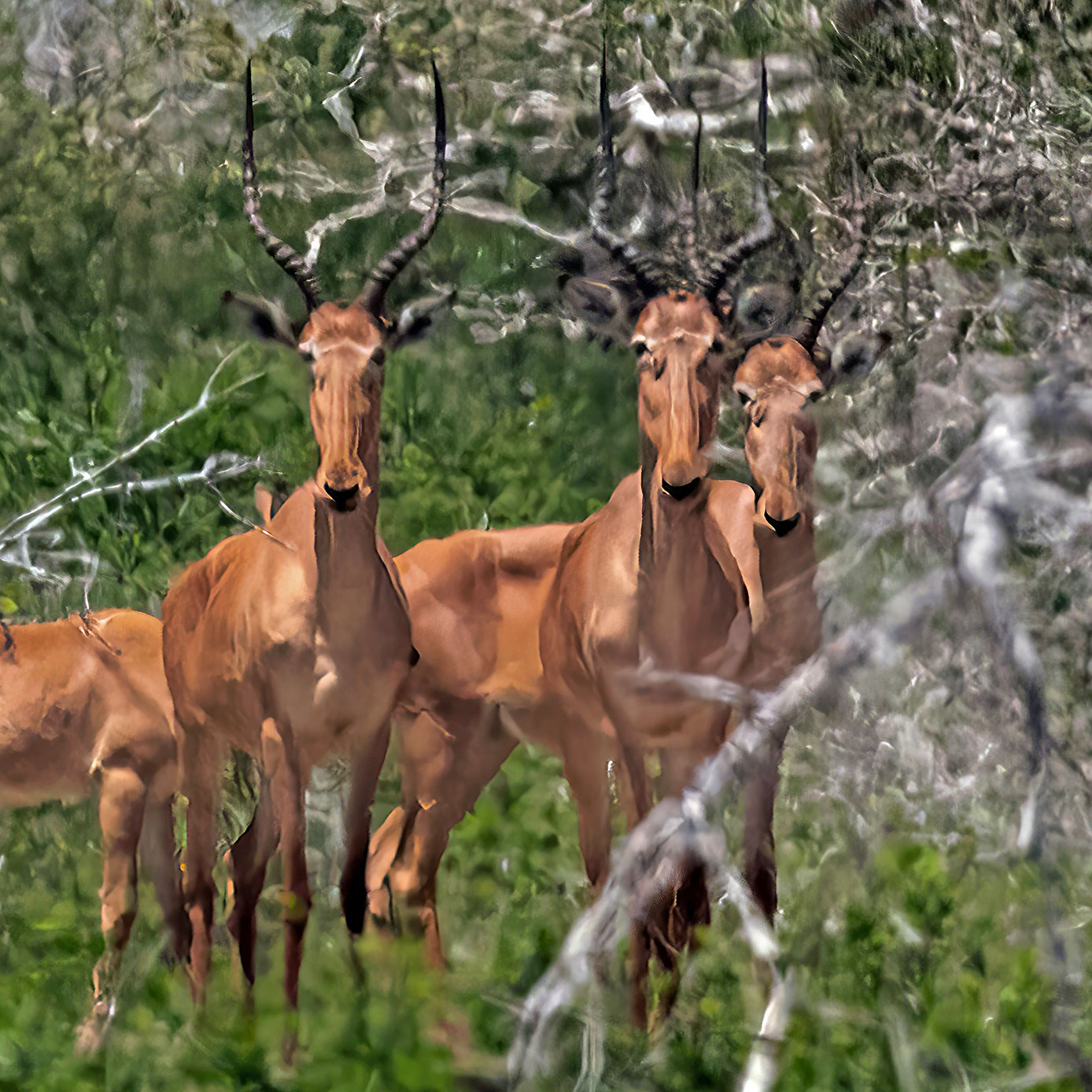 Hirola International Reserve – Creating a reserve for one of the most ...